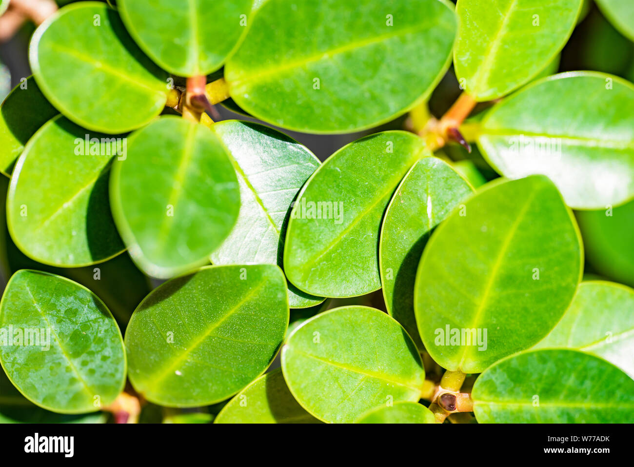 Ficus elastica ‘robusta’ hi-res stock photography and images - Alamy