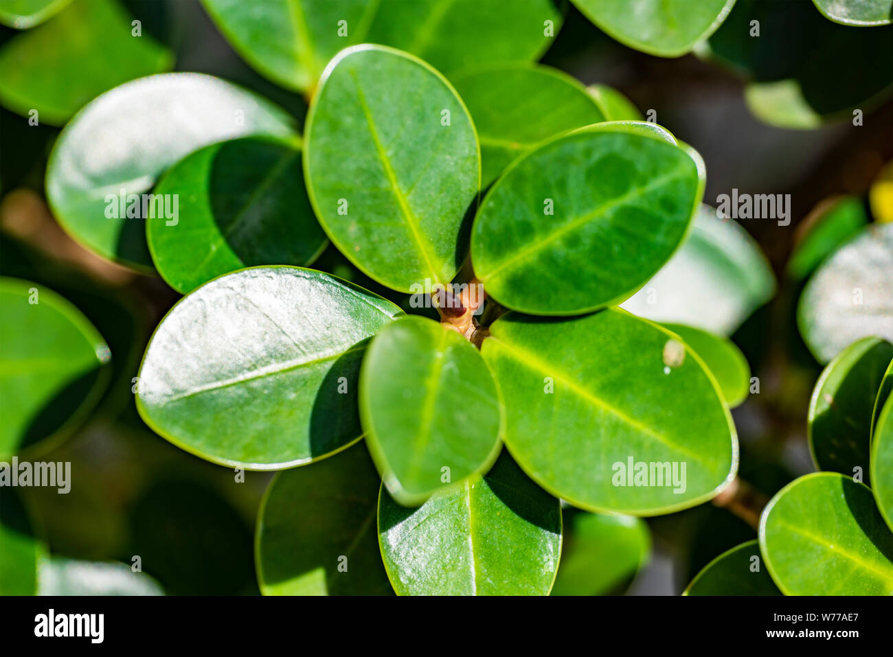 Green young leaves of Ficus microcarpa in natural light. Koh Chang ...