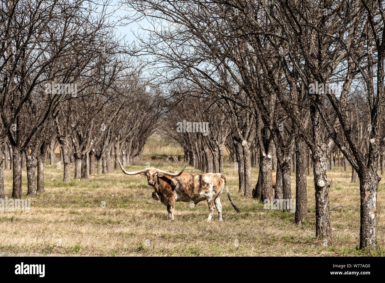 A longhorn steer appears to pose in a thicket in rural Kinney County ...