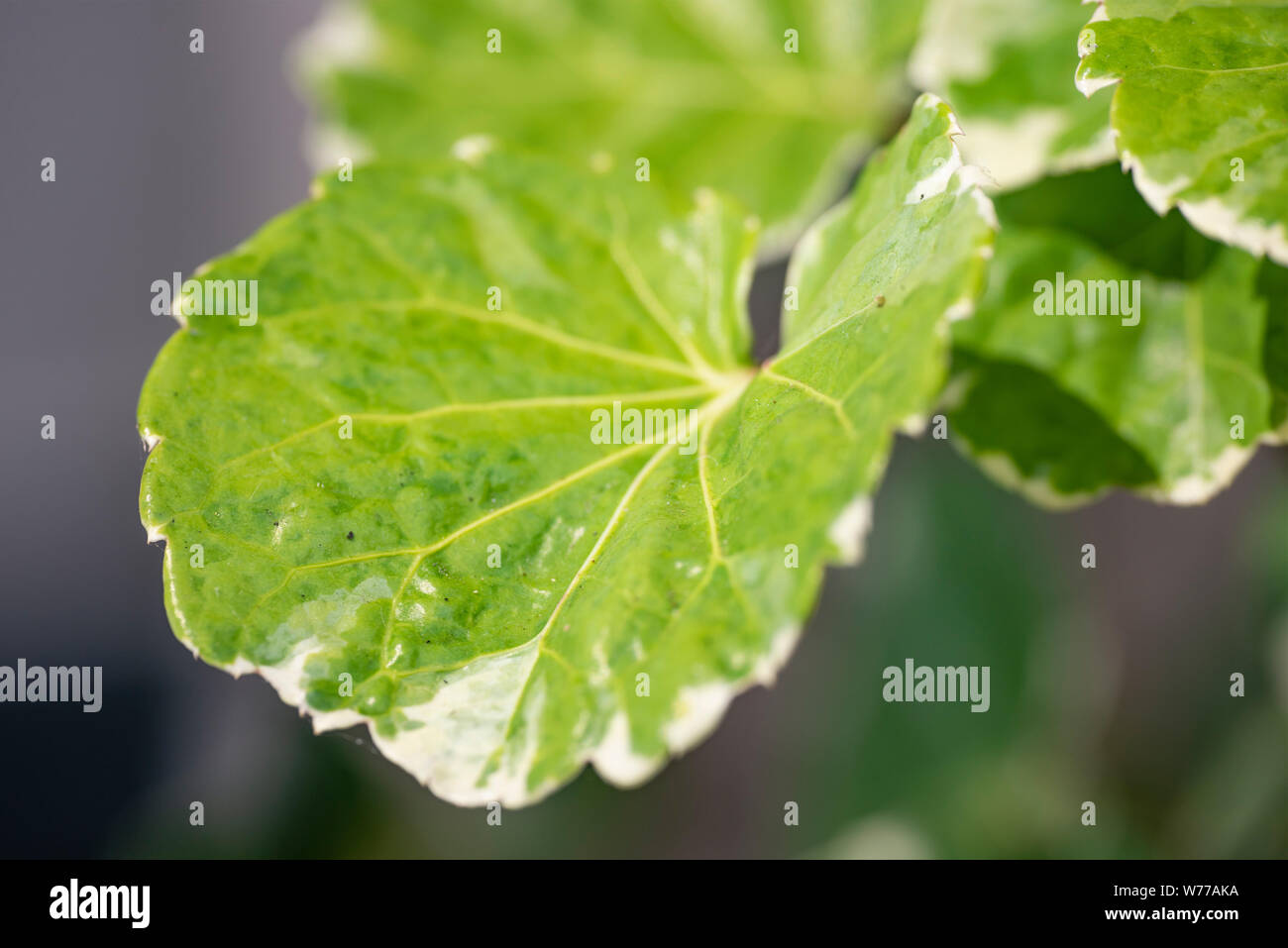 Geranium quercifolia hi-res stock photography and images - Alamy