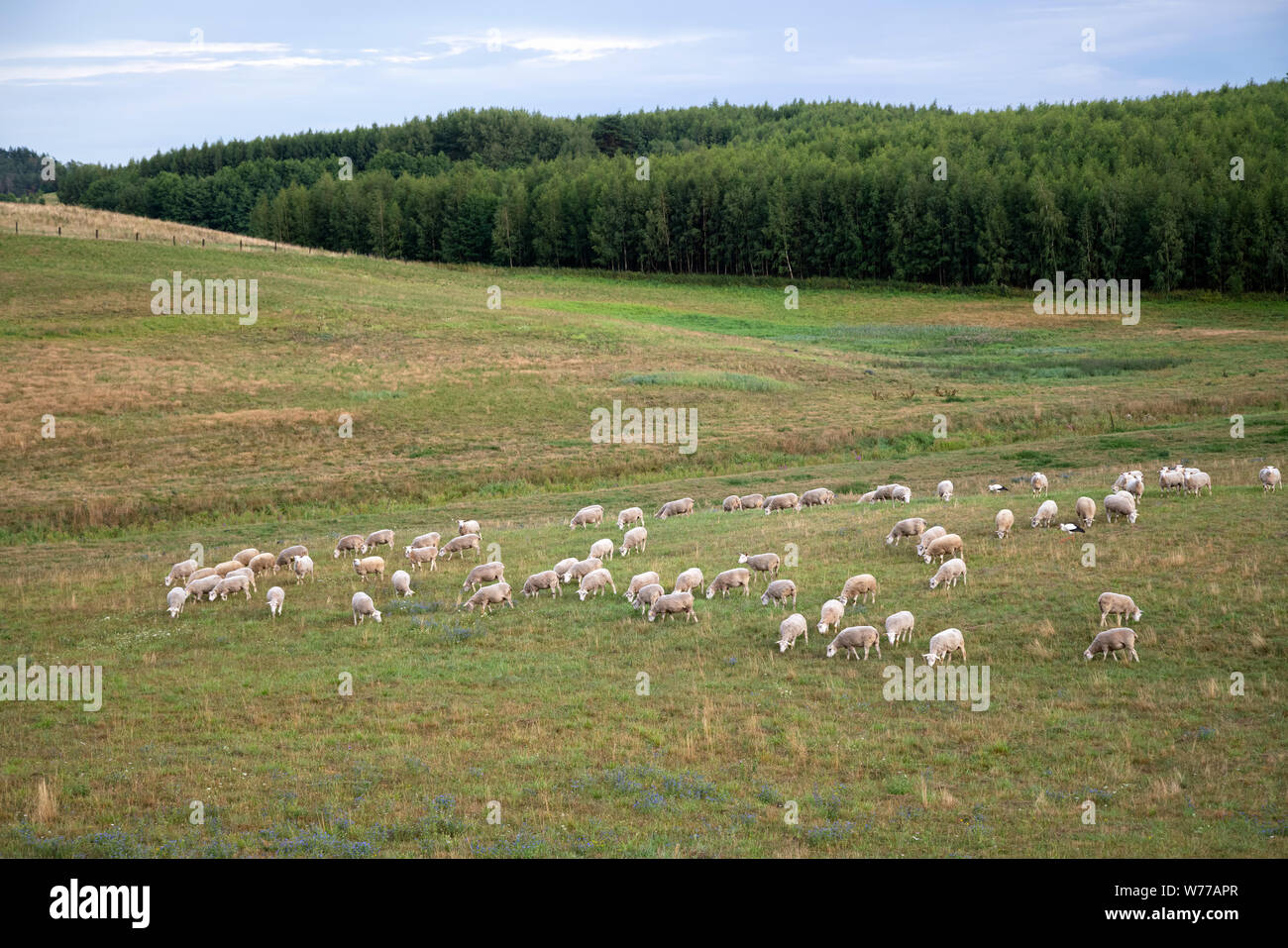 Growing sheep hi-res stock photography and images - Alamy