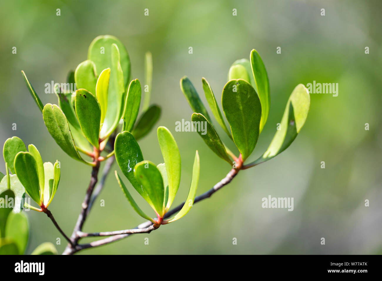 Mangrove Tree Leaves