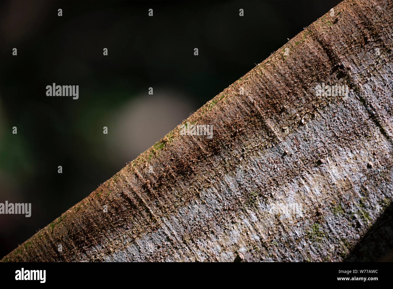 Closeup of a ceiba tree. Thailand, Koh Chang Island Stock Photo - Alamy
