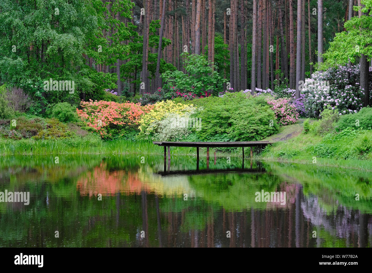 Flowering bush on slope hi-res stock photography and images - Alamy