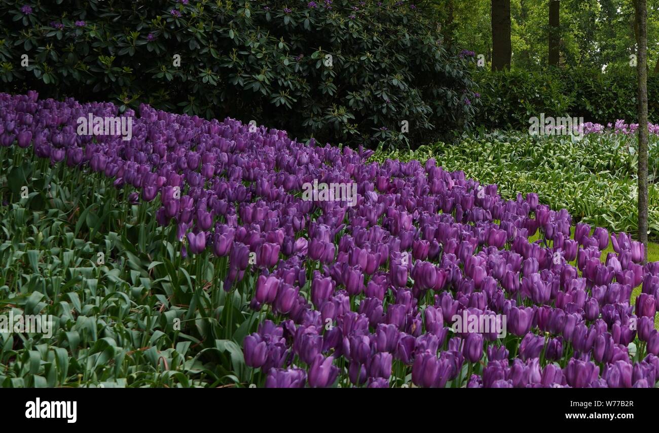 Colorful and beautiful tulip flower beds Stock Photo - Alamy