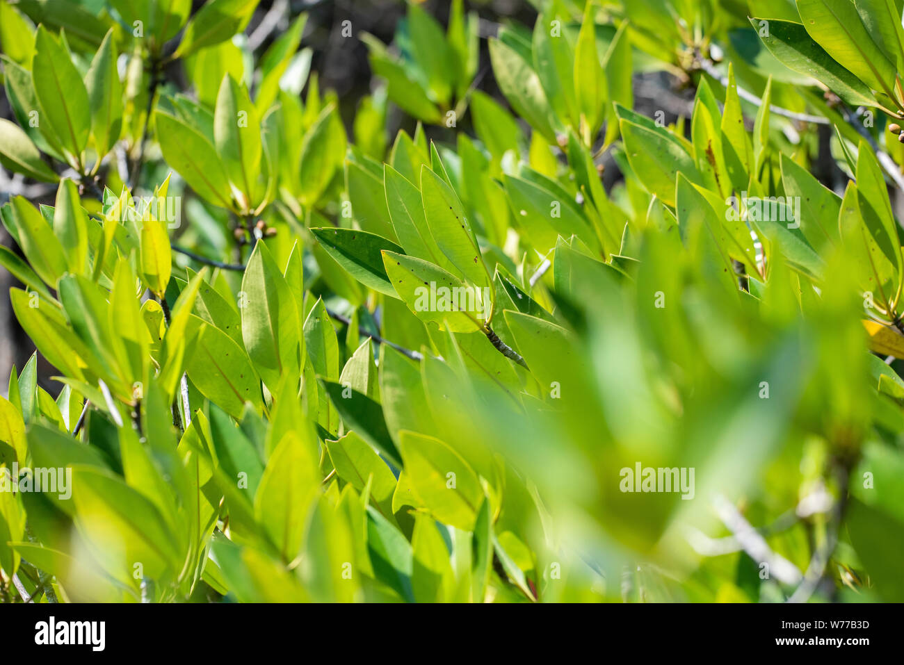 Close Up Mangrove Leaves High Resolution Stock Photography and Images ...