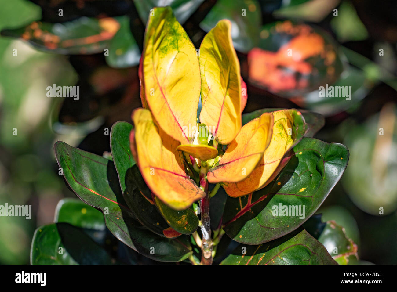 Croton tropical plant close-up in natural light. Thailand, Koh Chang ...
