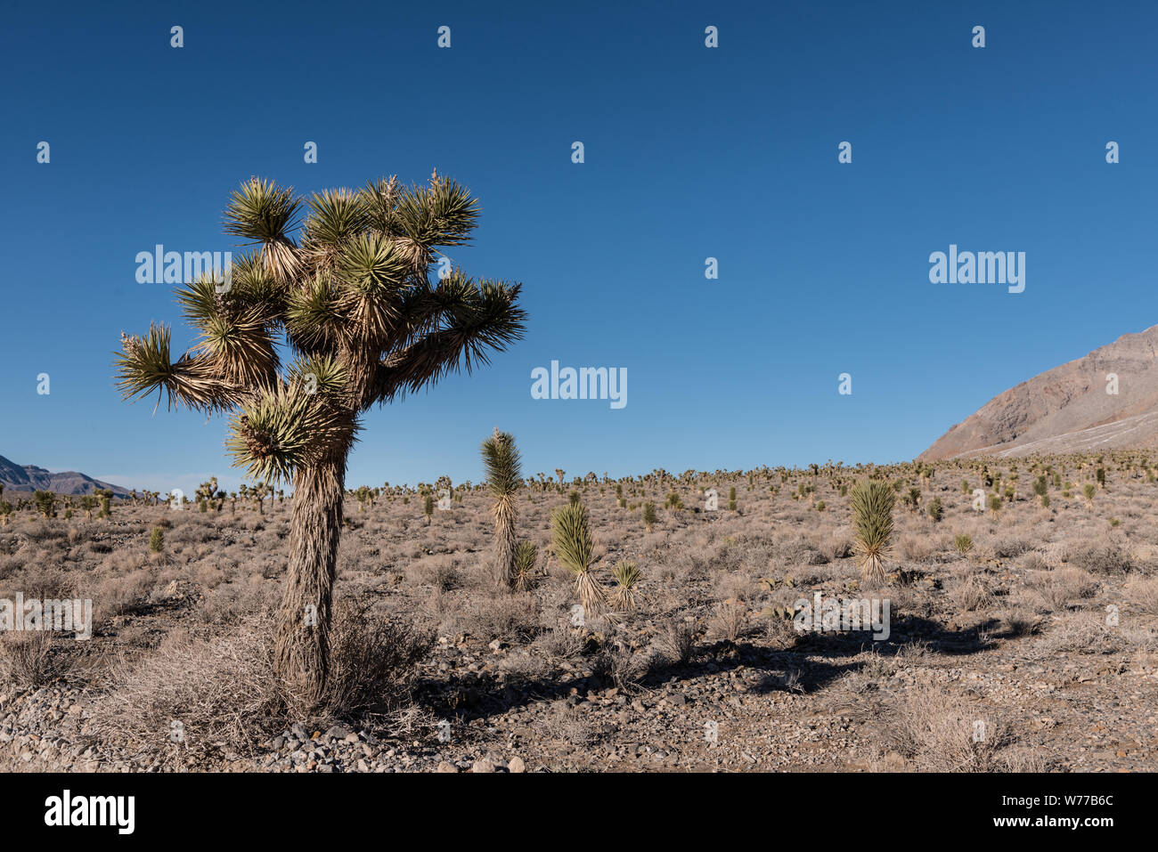 A palm tree amid a field of like trees in Death Valley National Park ...