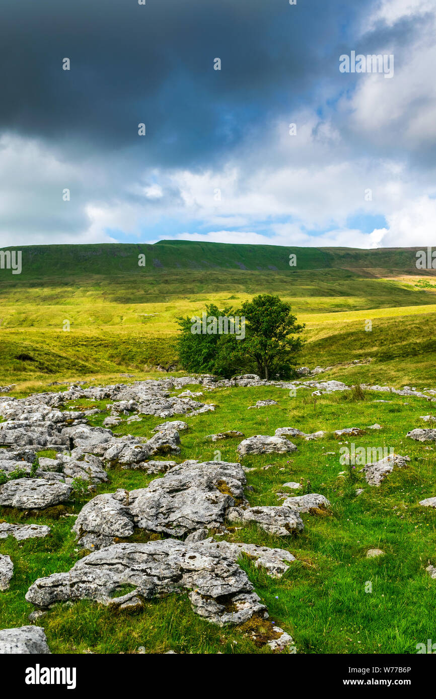 Limestone Pavement. Yorkshire Dales National Park Stock Photo - Alamy