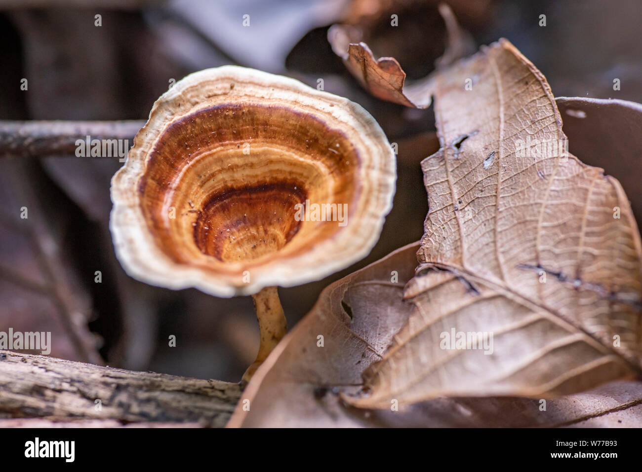 Therapeutic fungus Ganoderma lucidum close-up in natural light ...