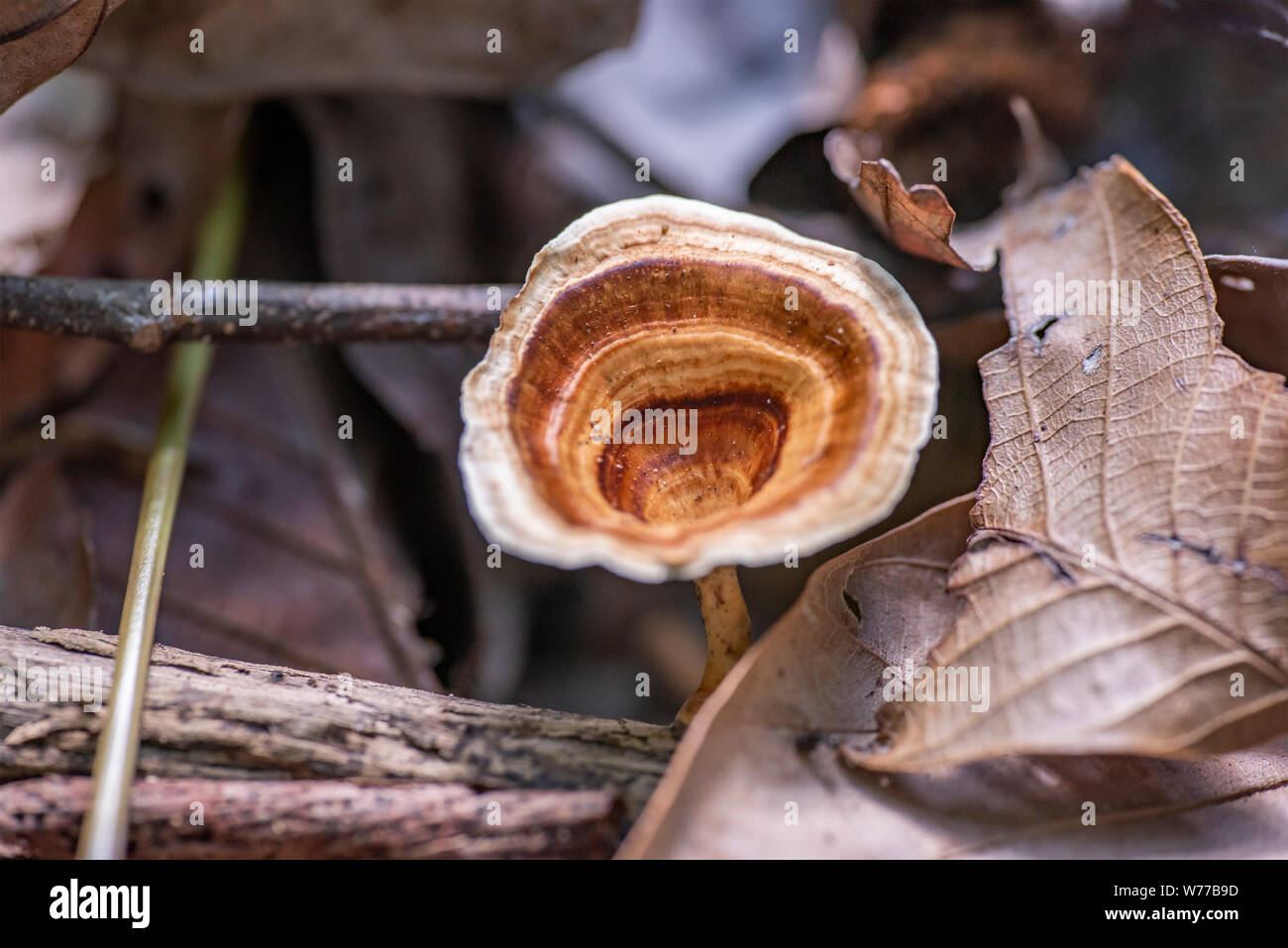 Therapeutic fungus Ganoderma lucidum close-up in natural light ...