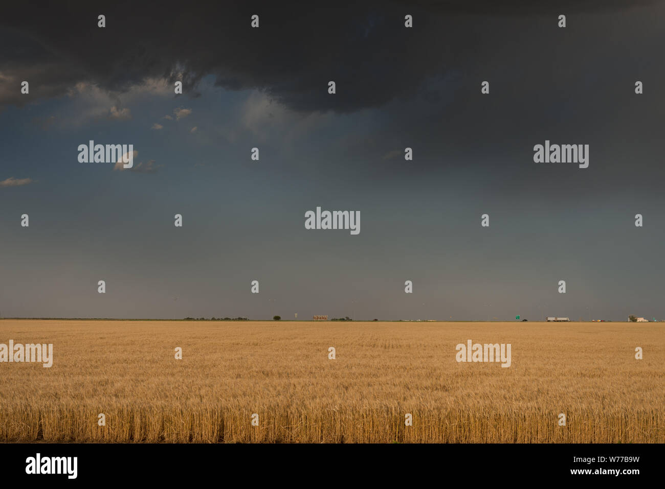 A perfectly flat wheatfield, worthy of western Kansas. But it's ...