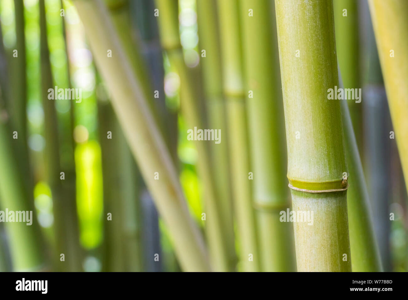 Green bamboo forest closeup, Bambusoideae Stock Photo - Alamy
