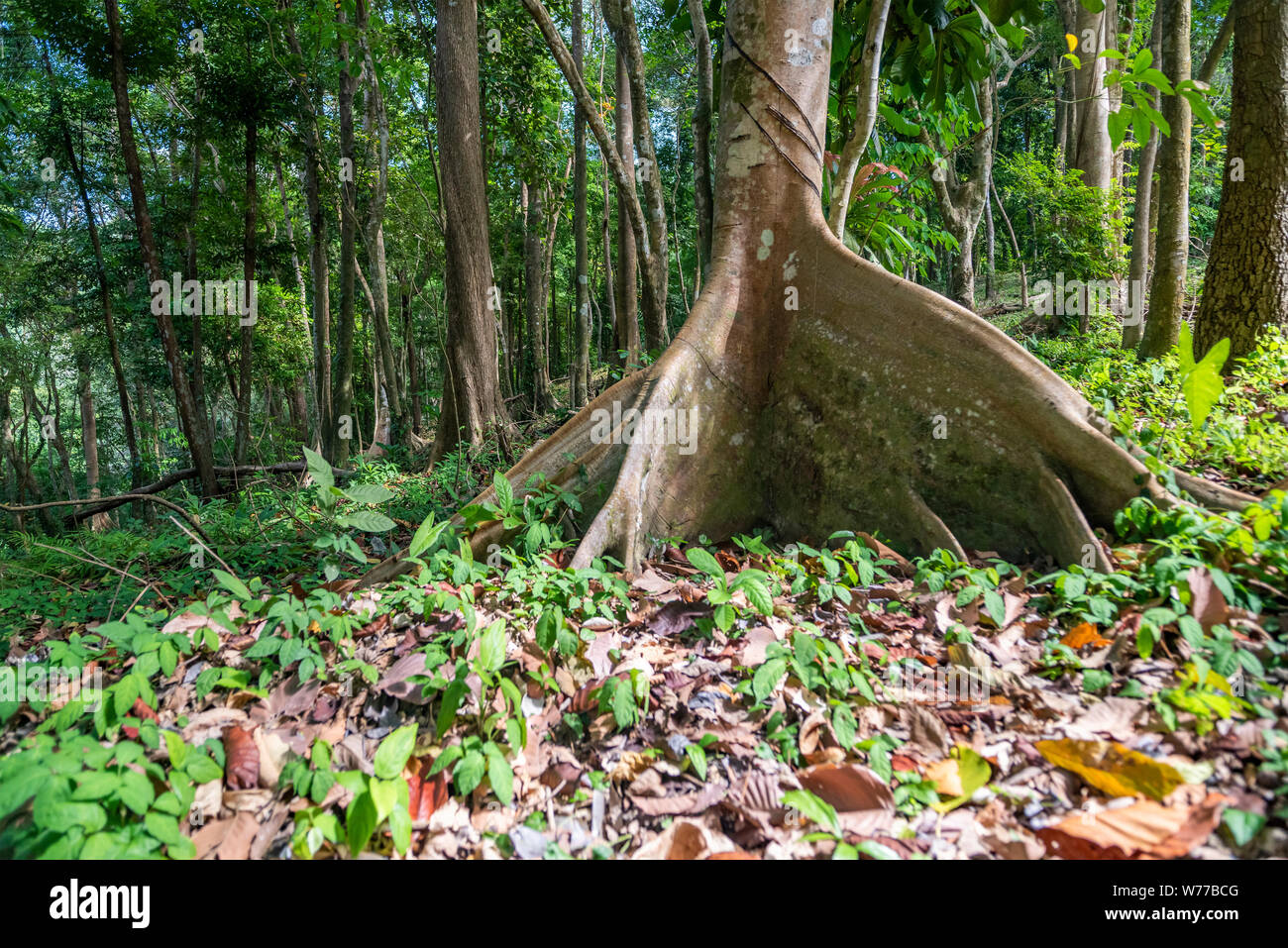 Thailand rainforest with mighty Ceiba trees. Koh Chang Island Stock ...