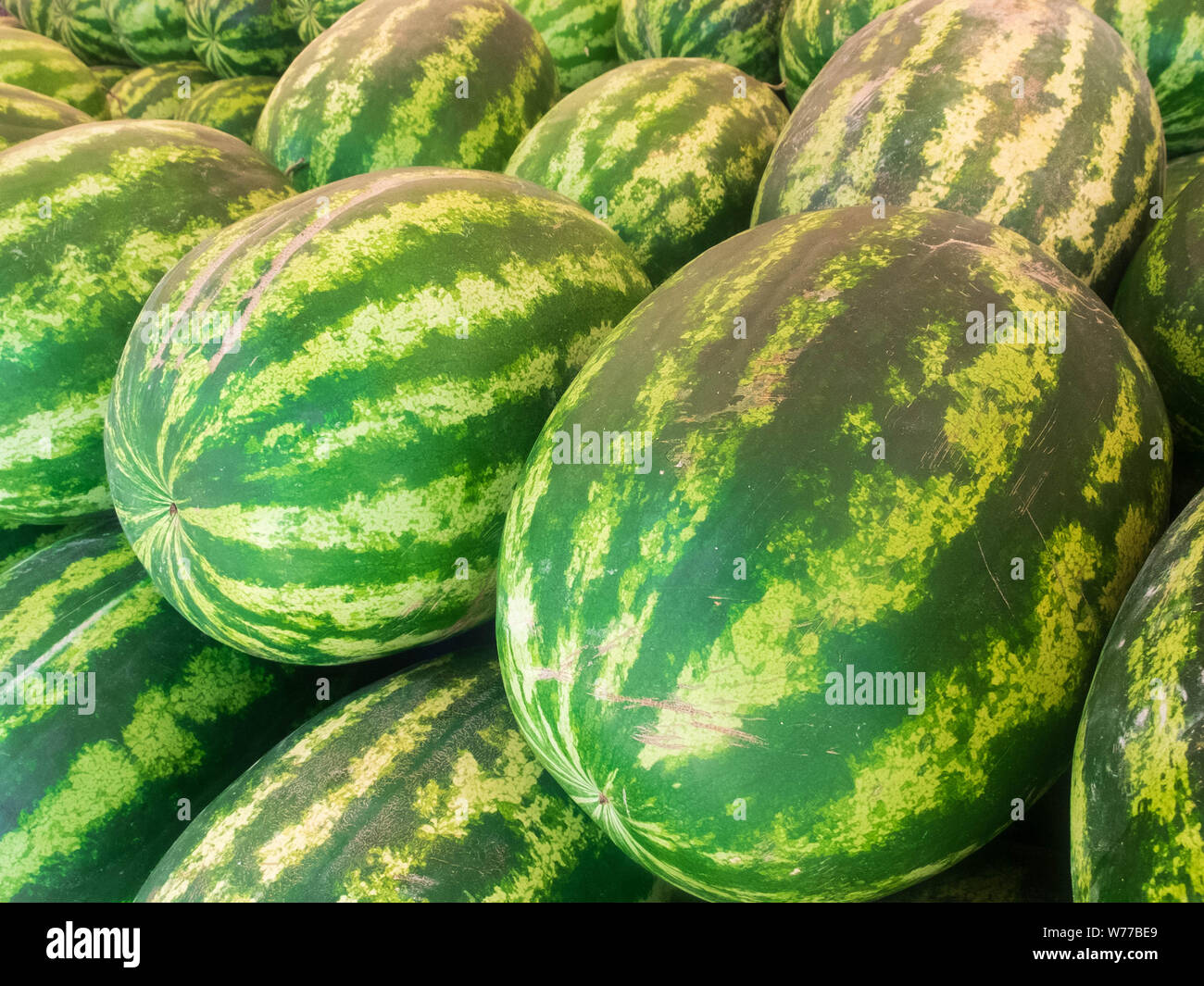 Rows of fresh green striped watermelons piled on the market counter ...