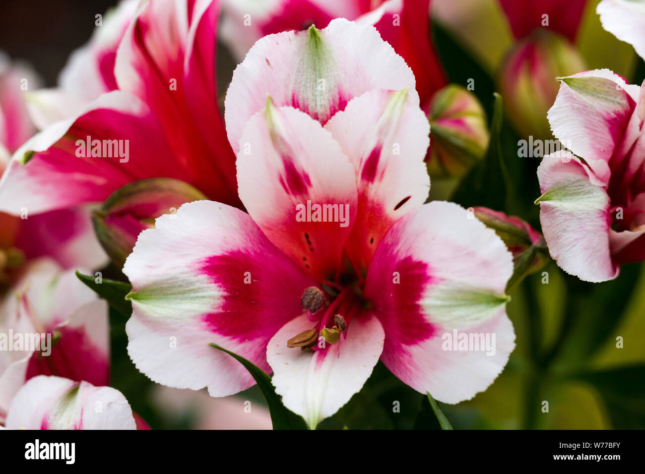 Alstroemeria inticancha maya flowers in summertime, England, UK Stock ...