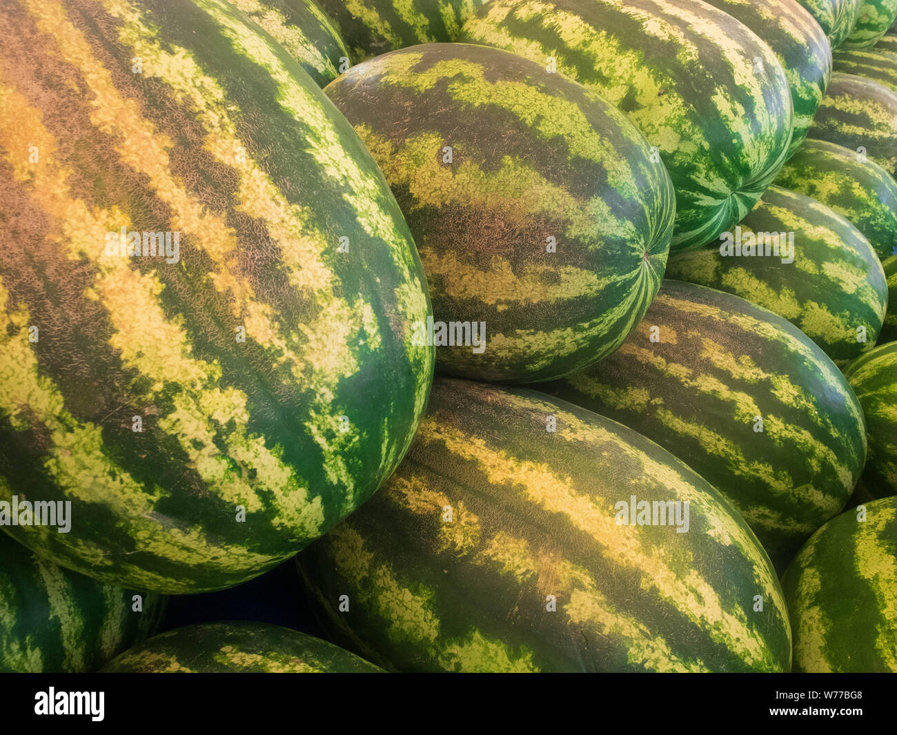 Rows of fresh green striped watermelons piled on the market counter ...