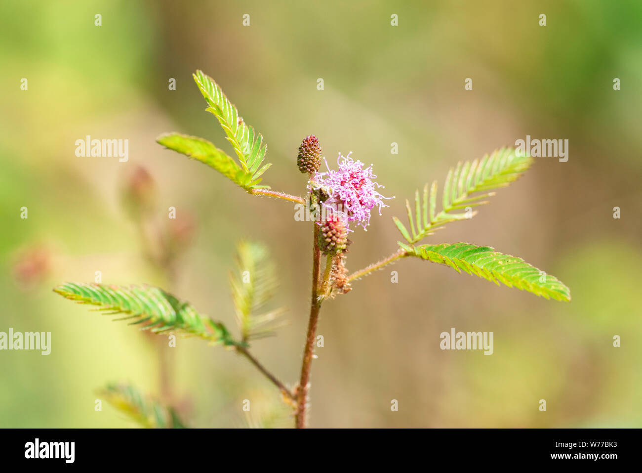 Plant Mimosa pudica close-up in natural environment with natural light ...