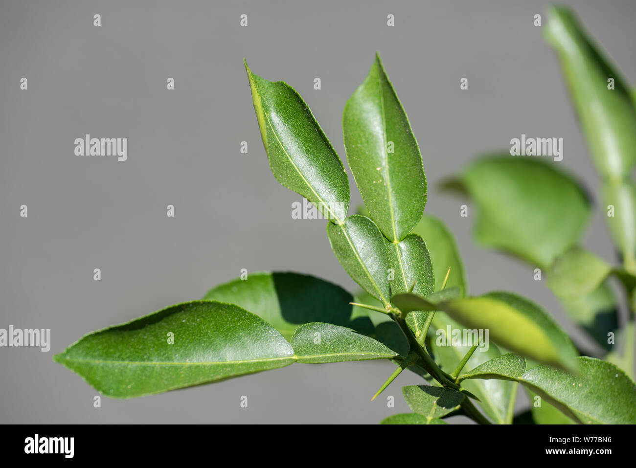 Green leaves of Citrus Maxima in natural conditions on a clear sunny ...