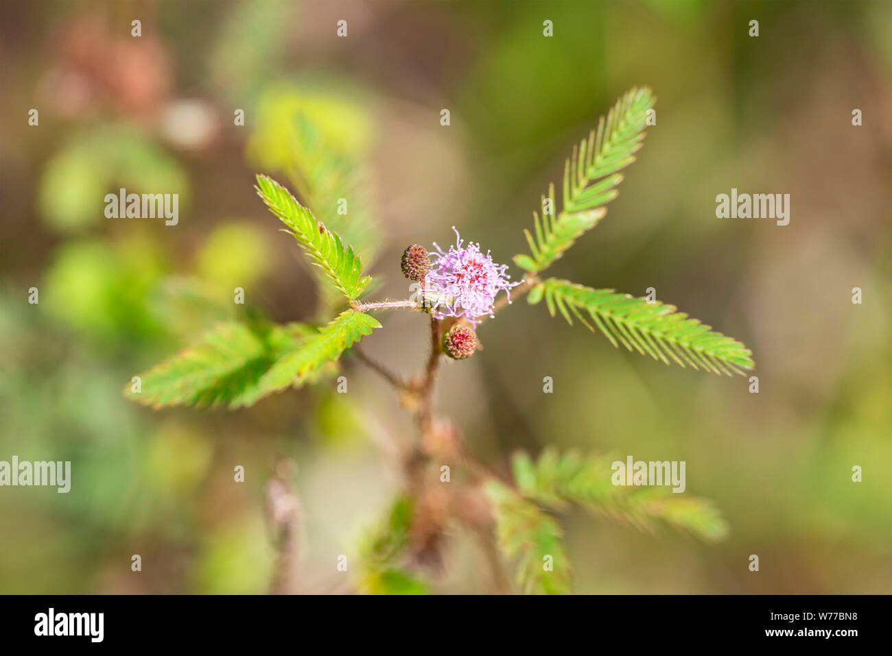 Plant Mimosa pudica close-up in natural environment with natural light ...