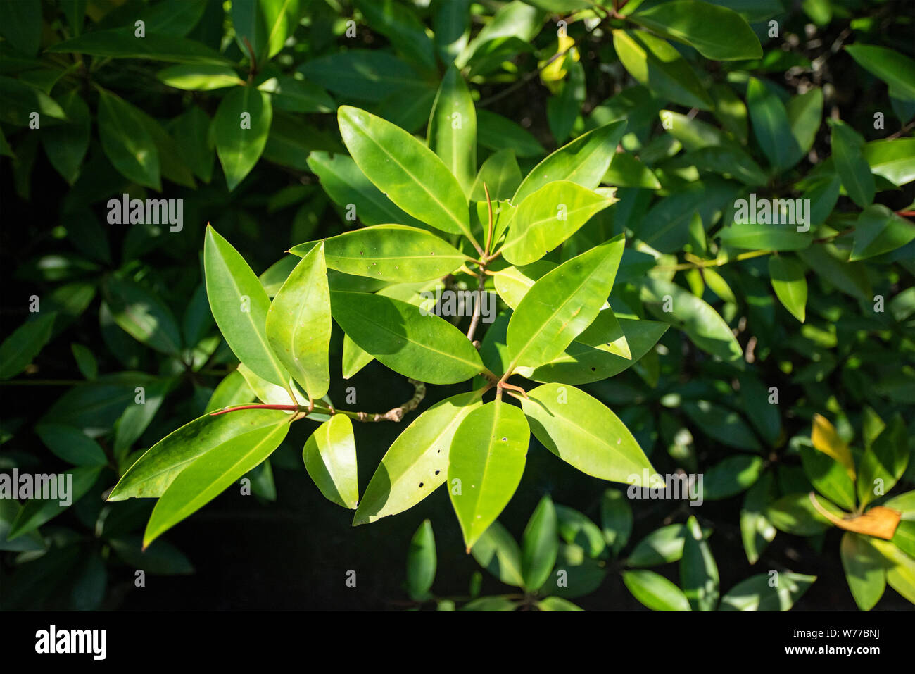 Mangrove Tree Leaves