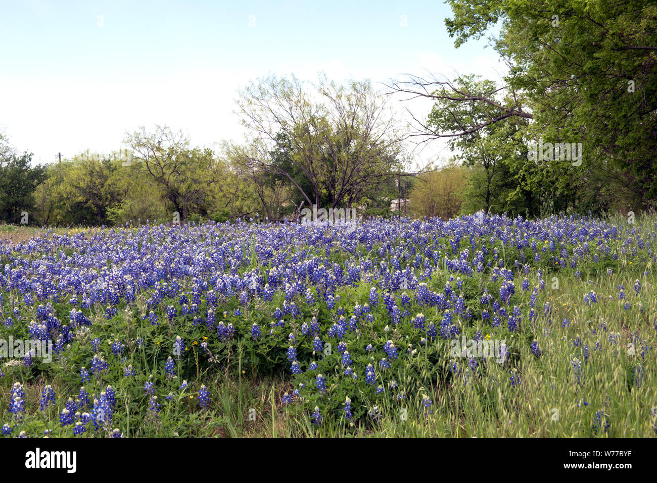 A pretty field of bluebonnets, the Texas State Flower, near Marble ...