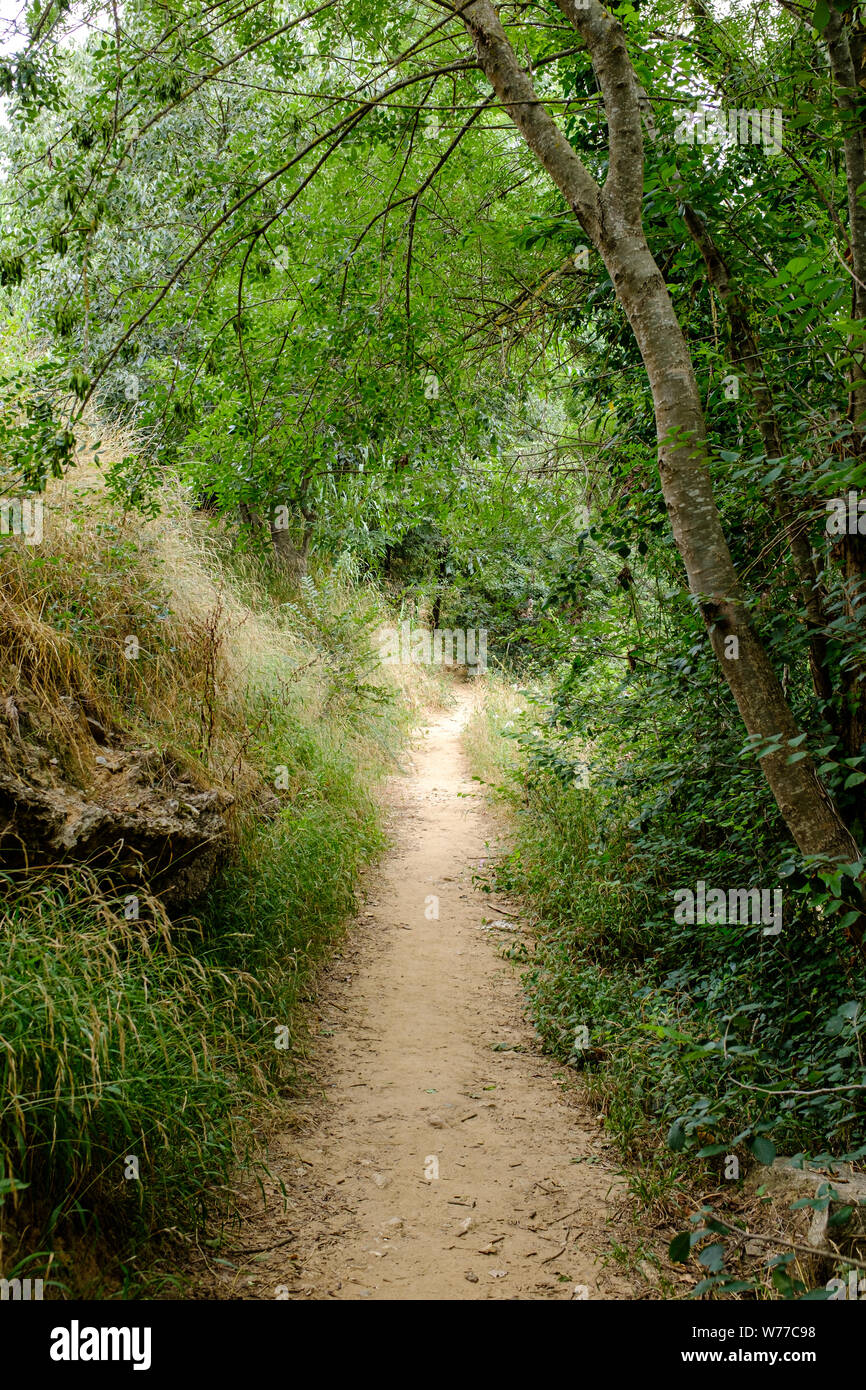 Sand walkway path on a green forest Stock Photo - Alamy