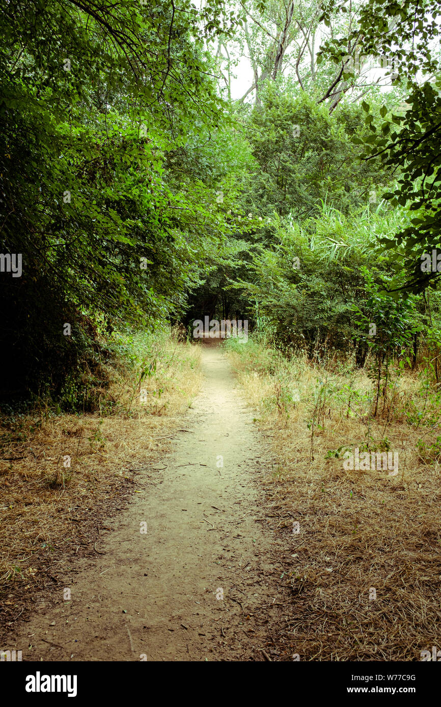 Sand walkway path on a green forest Stock Photo - Alamy