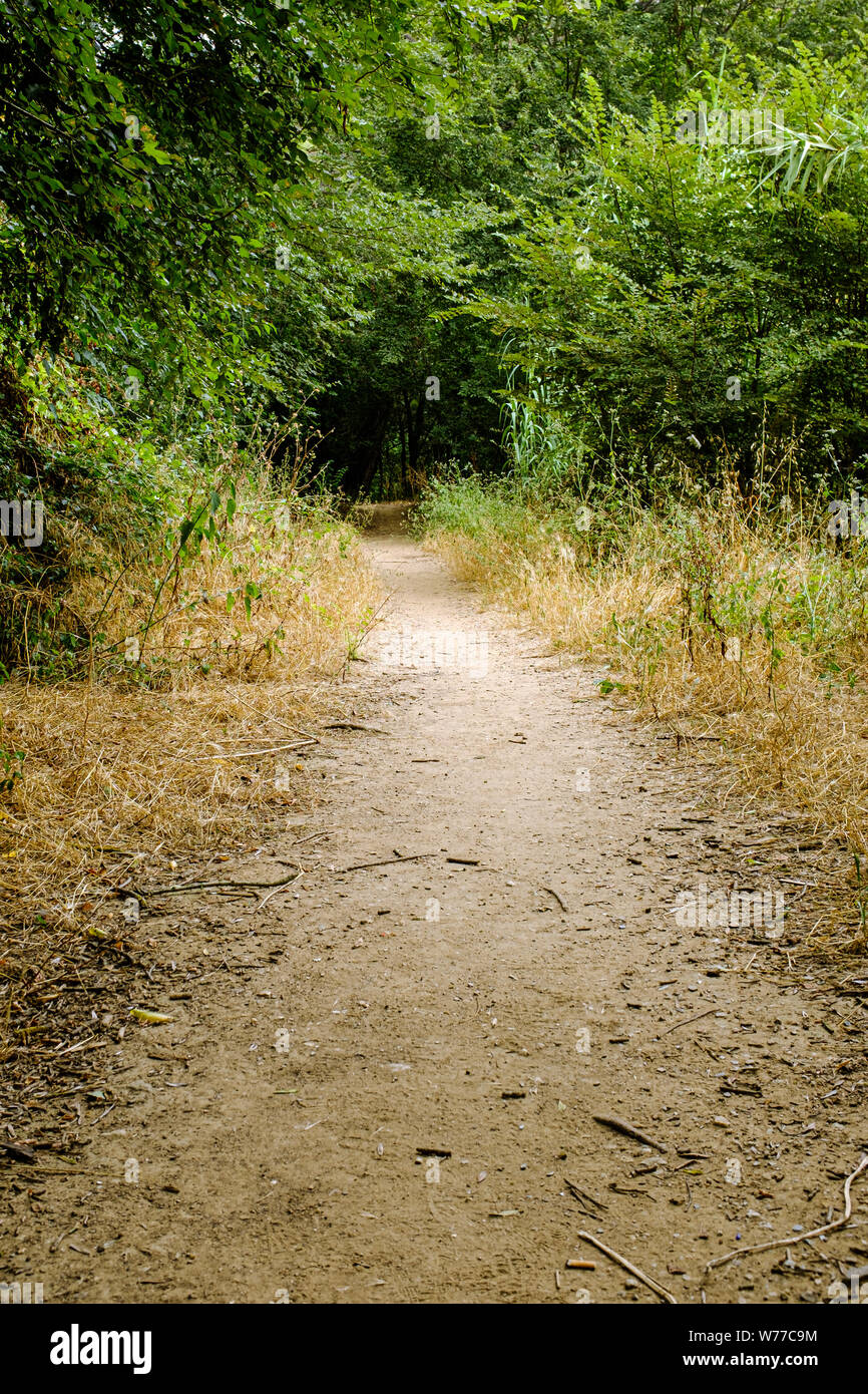 Sand walkway path on a green forest Stock Photo - Alamy