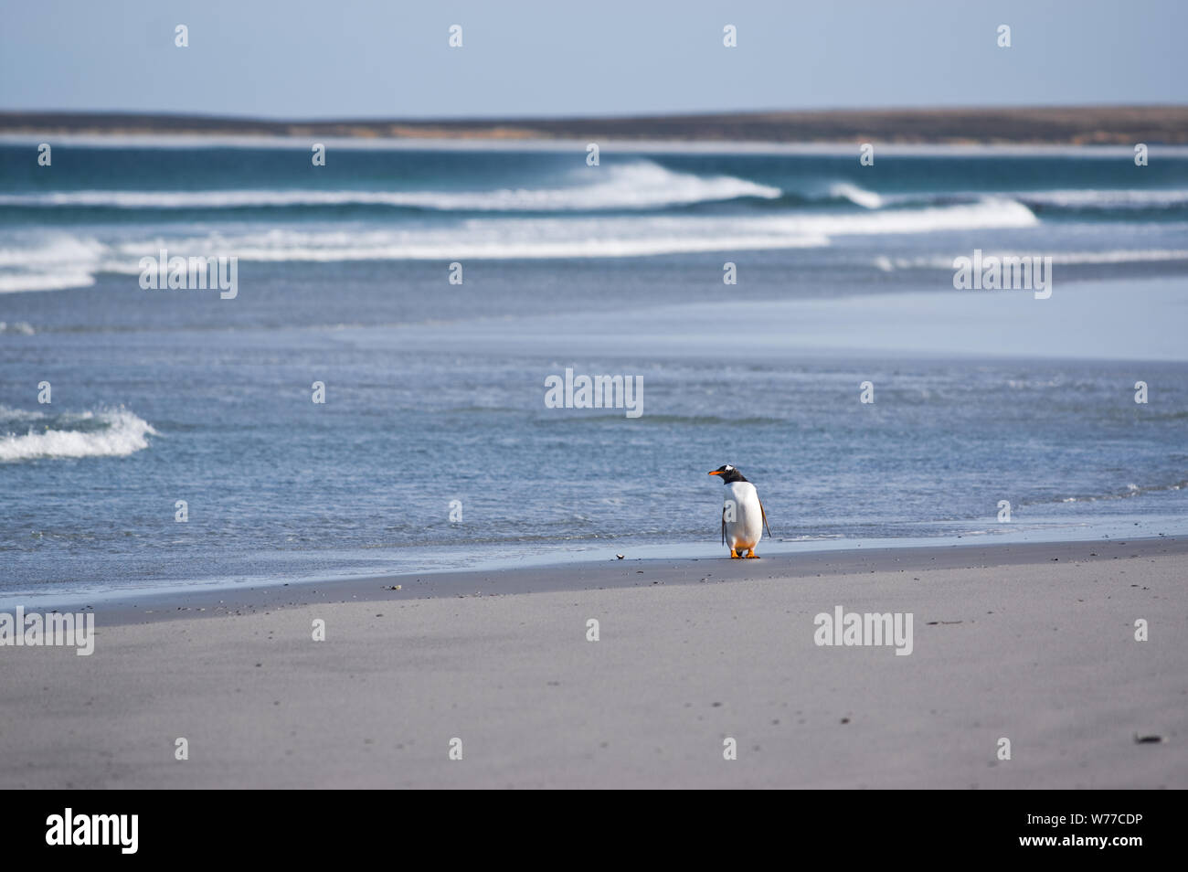 Penguin on the beach hi-res stock photography and images - Alamy