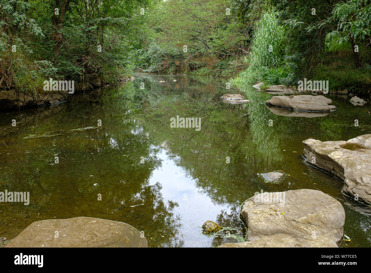 Green shore forest with water river reflection landscape Stock Photo ...