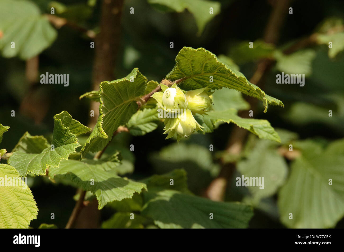 Growing hazel nuts hi-res stock photography and images - Alamy