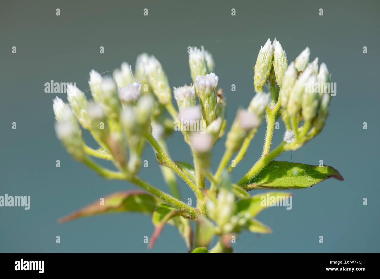 Plant Chromolaеna odorata close-up in natural light. Thailand, Koh ...