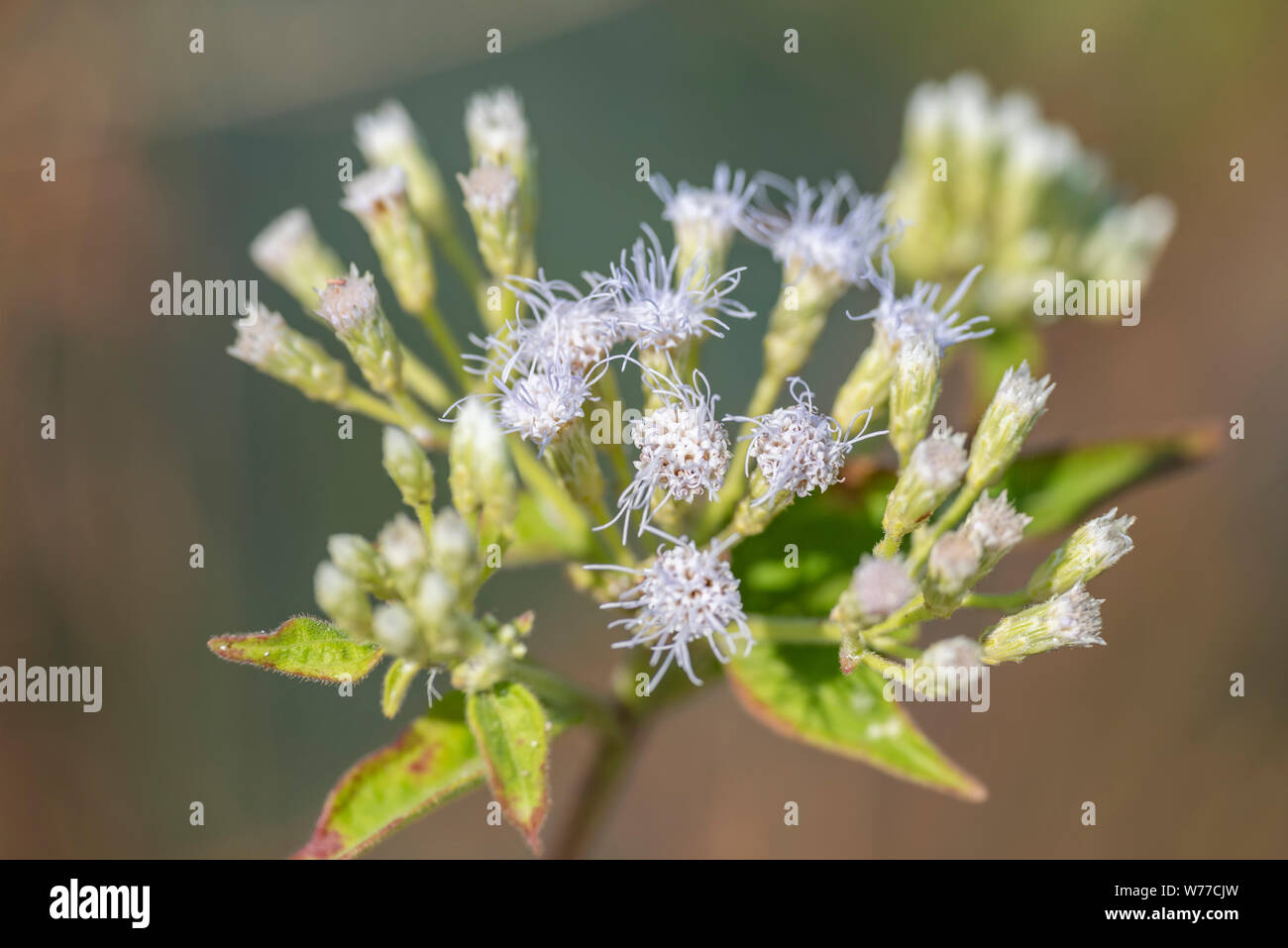 Plant Chromolaеna odorata close-up in natural light. Thailand, Koh ...