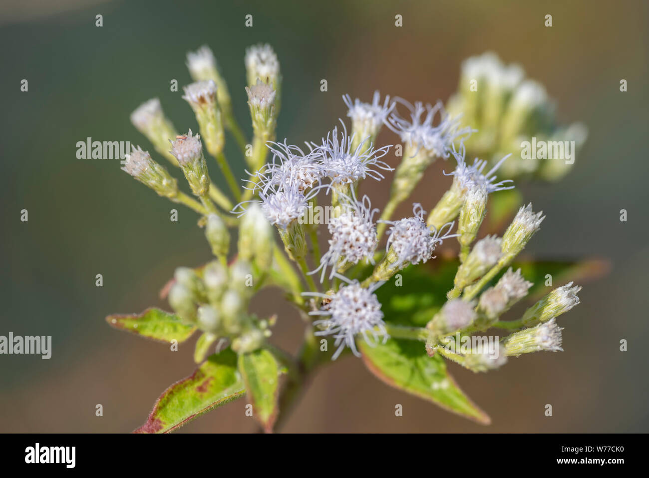 Plant Chromolaеna odorata close-up in natural light. Thailand, Koh ...