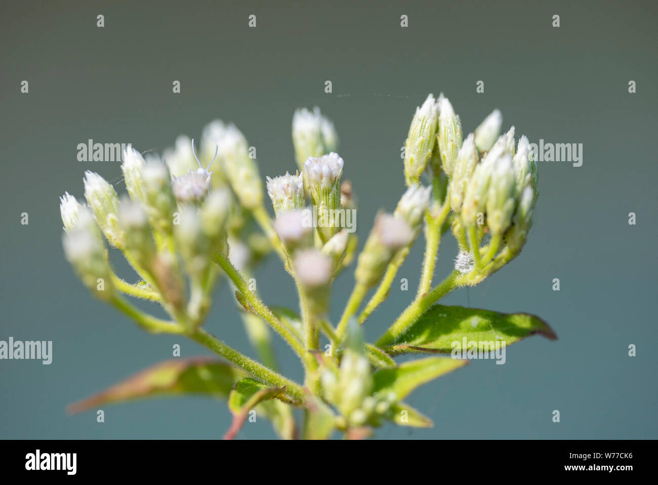 Plant Chromolaеna odorata close-up in natural light. Thailand, Koh ...