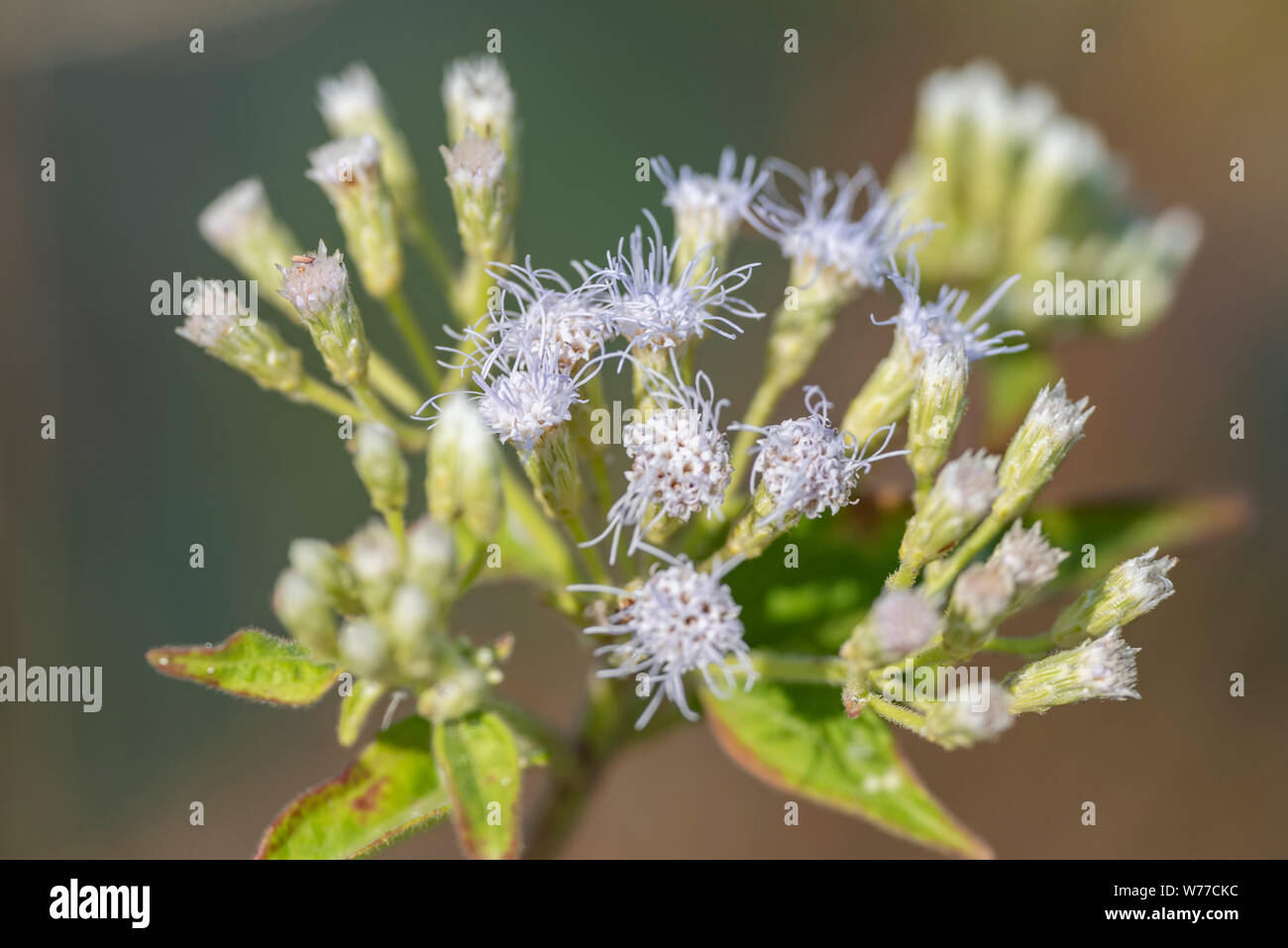 Plant Chromolaеna odorata close-up in natural light. Thailand, Koh ...