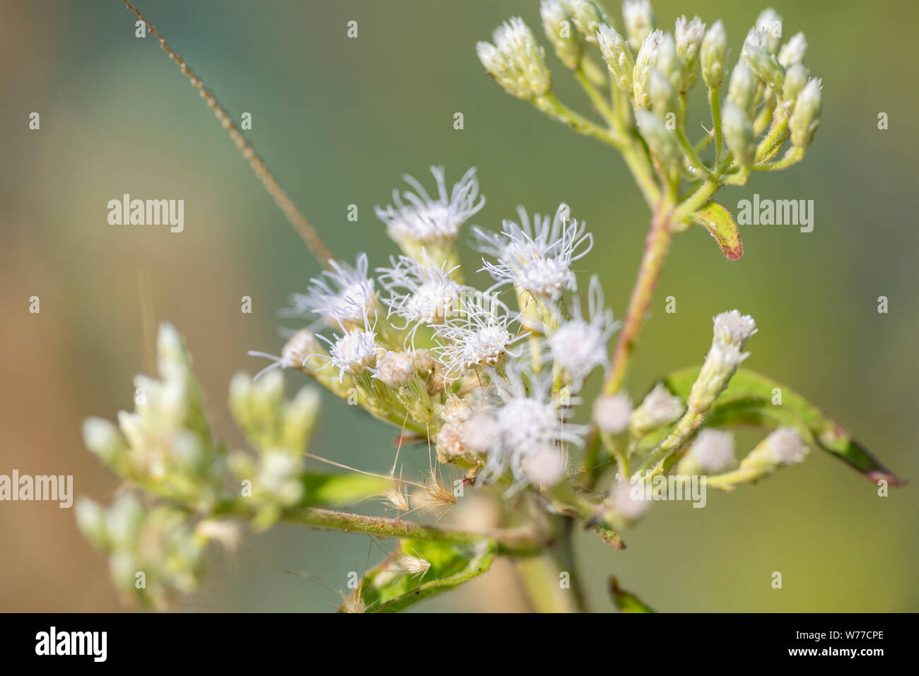 Plant Chromolaеna odorata close-up in natural light. Thailand, Koh ...