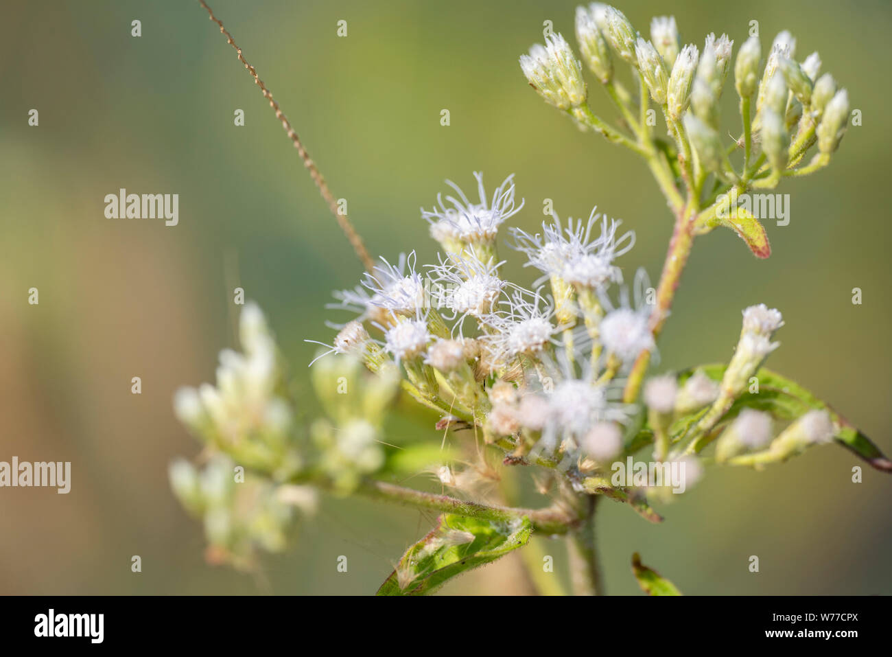 Plant Chromolaеna odorata close-up in natural light. Thailand, Koh ...