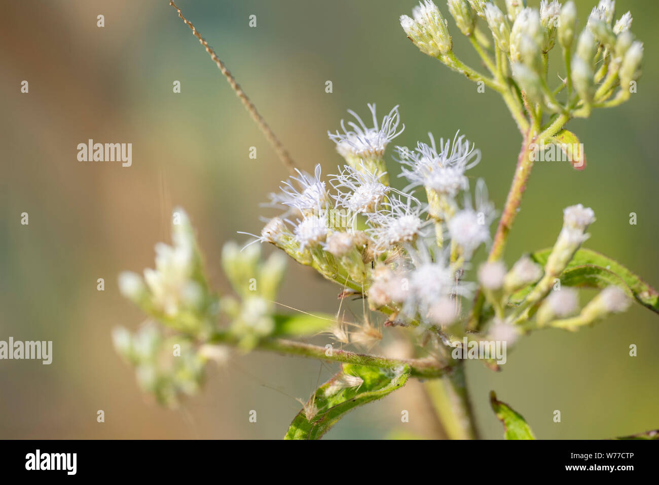 Plant Chromolaеna odorata close-up in natural light. Thailand, Koh ...