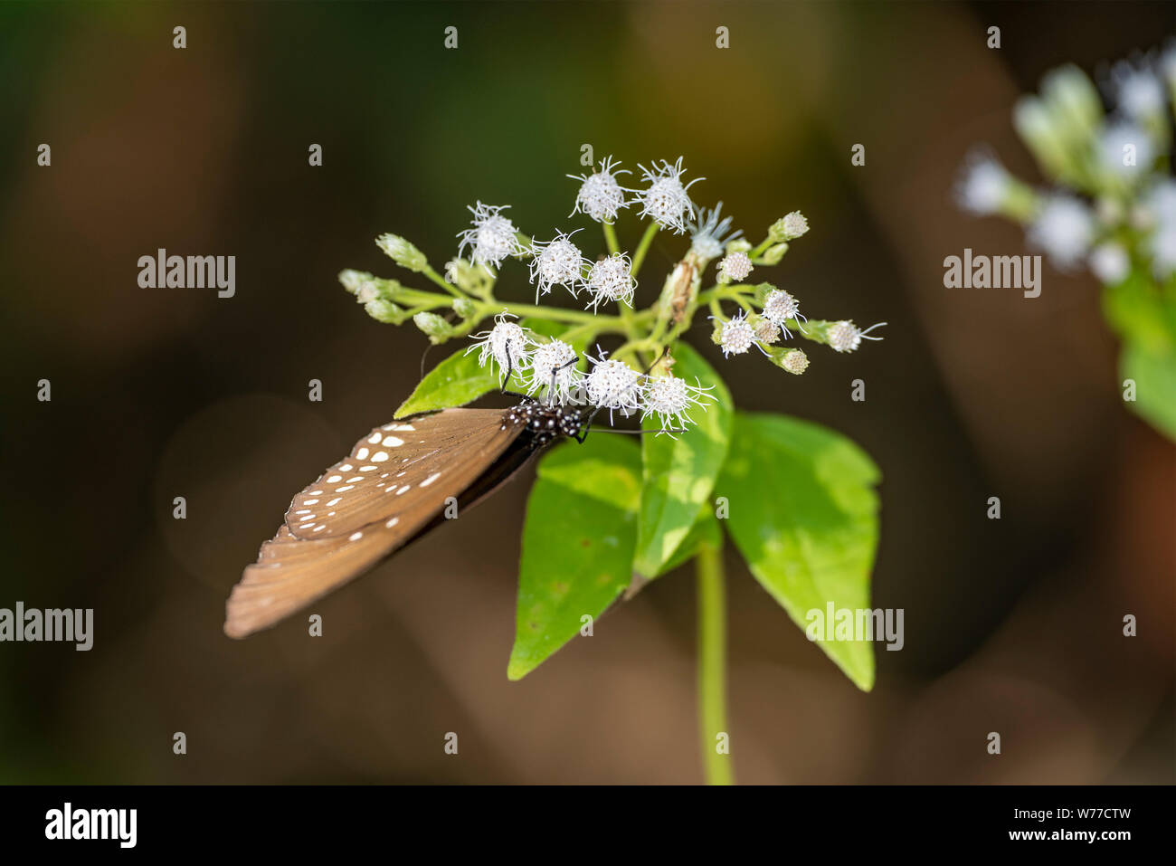 Plant Chromolaеna odorata close-up in natural light. Thailand, Koh ...
