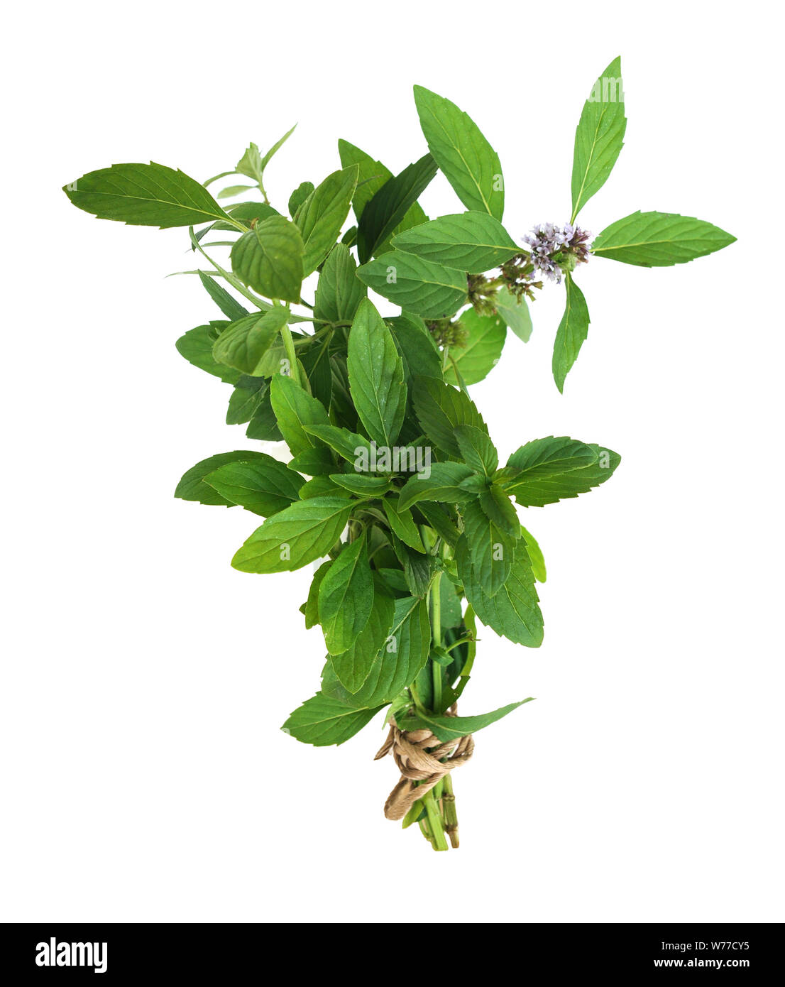 a bunch of spicy mint isolated on white Stock Photo - Alamy