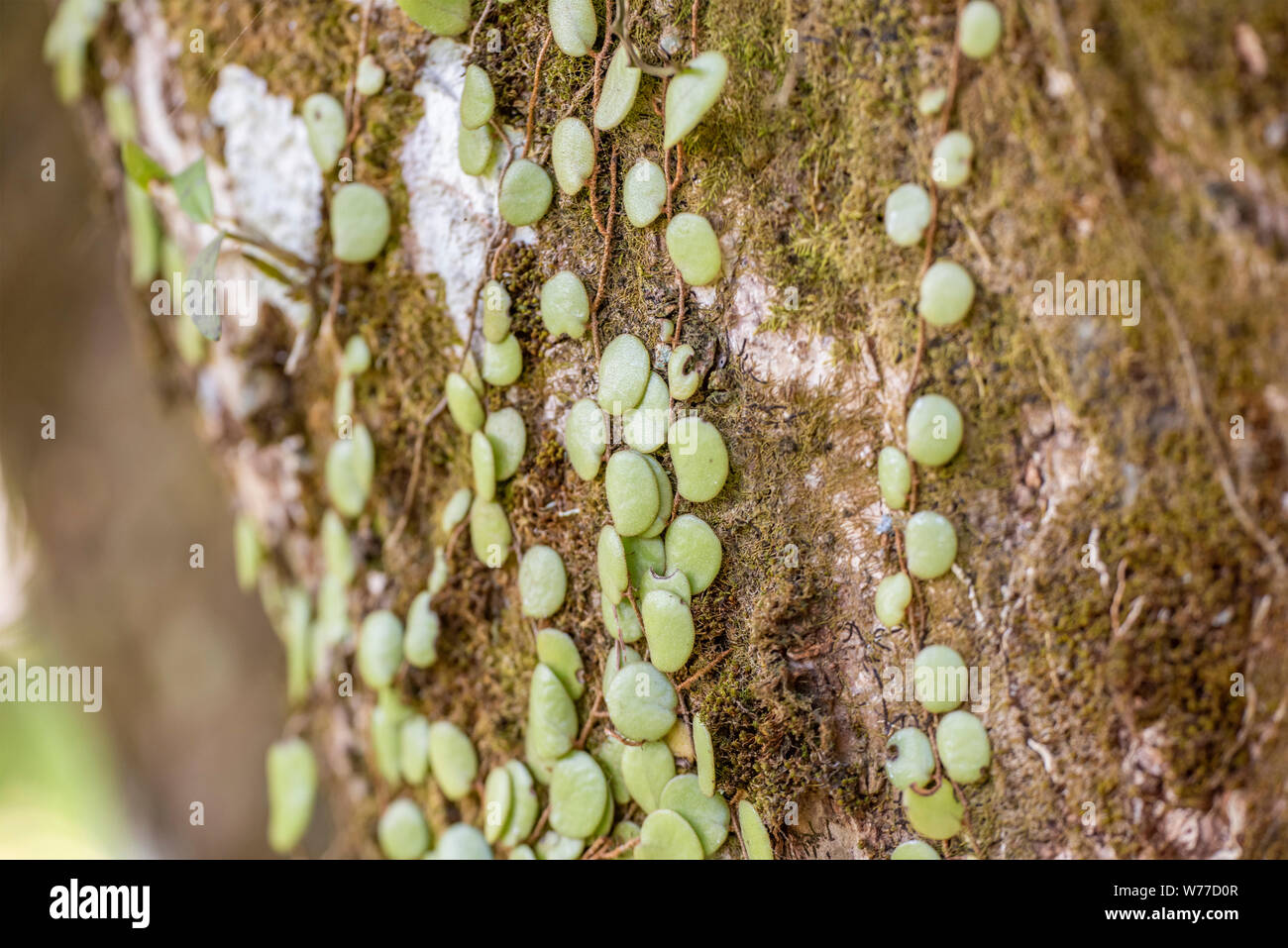 Drymoglossum piloselloides hi-res stock photography and images - Alamy