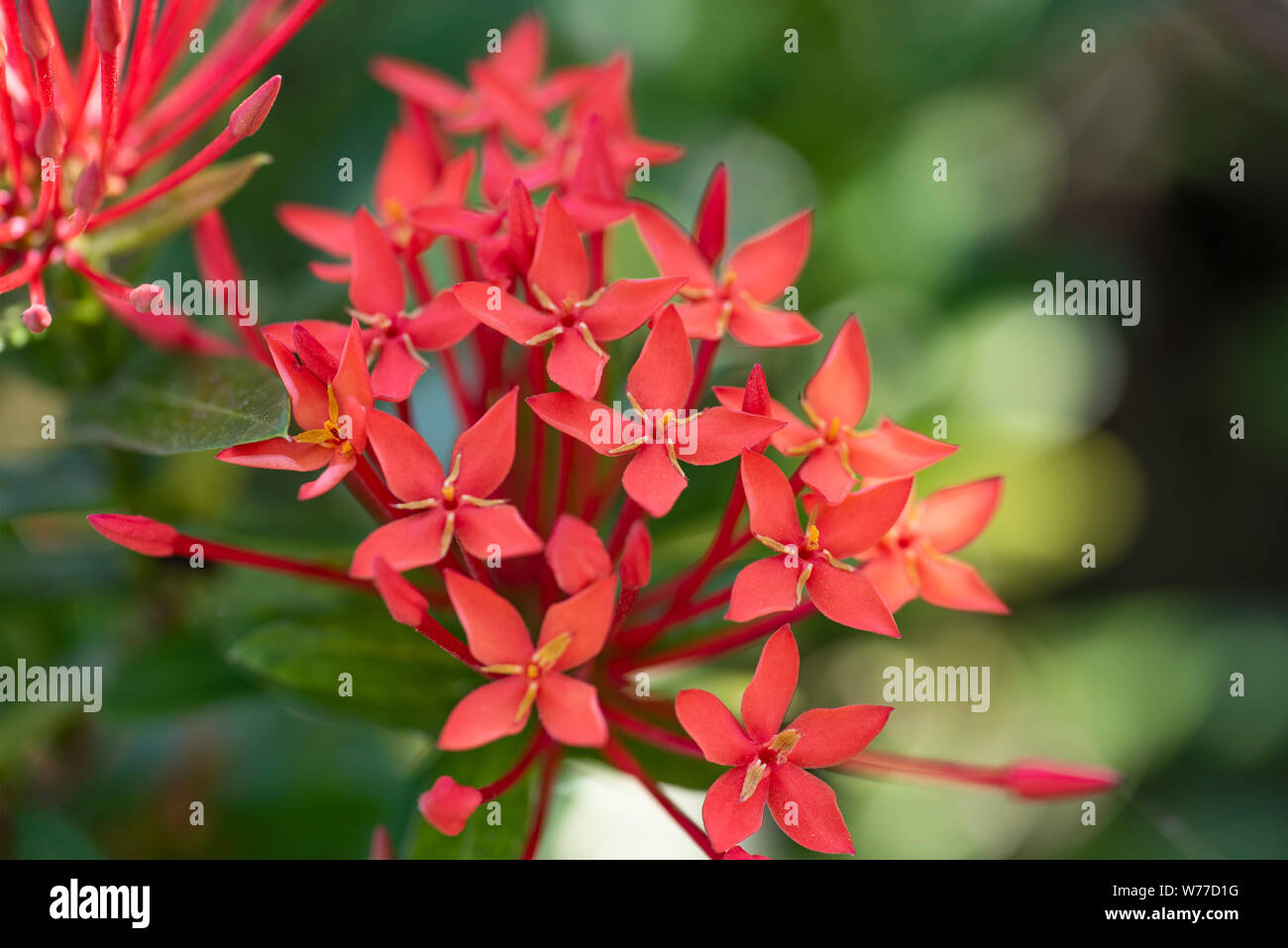 Beautiful red flowers of the plant Ixora chinensis in natural light ...