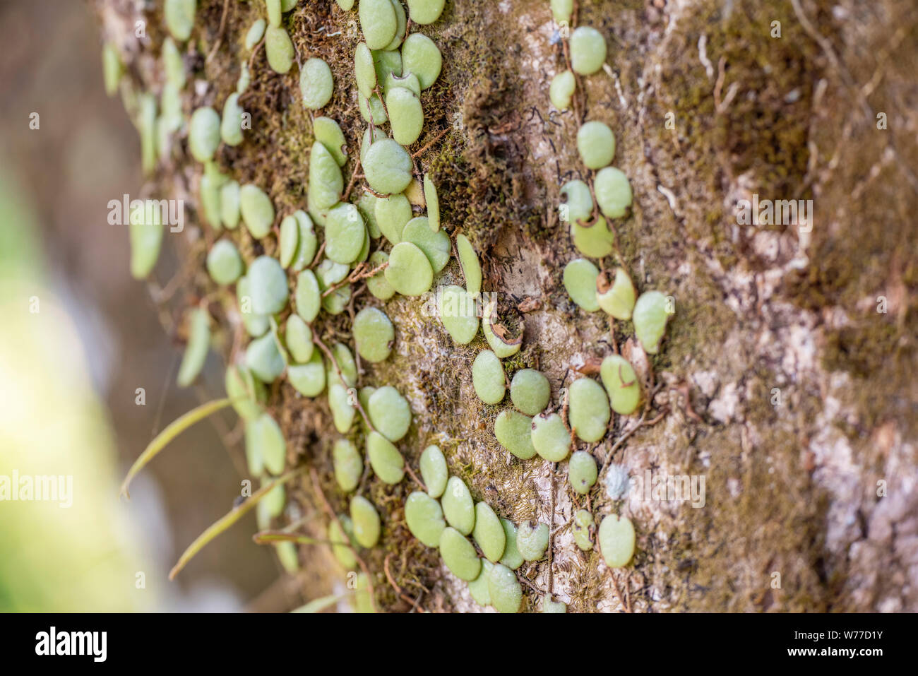 Plant Pyrrosia Piloselloides in its natural environment with natural ...