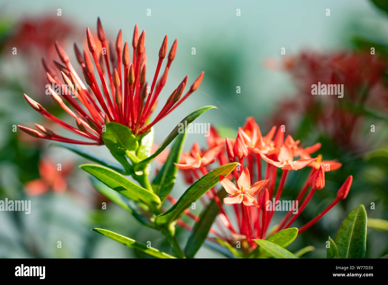 Beautiful red flowers of the plant Ixora chinensis in natural light ...