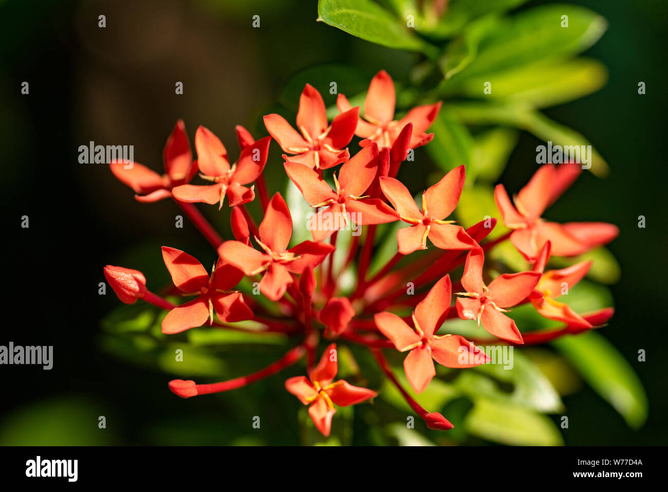 Beautiful red flowers of the plant Ixora chinensis in natural light ...
