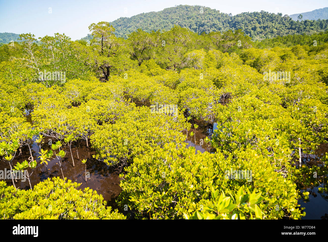 Mangroves broome mangrove hi-res stock photography and images - Alamy