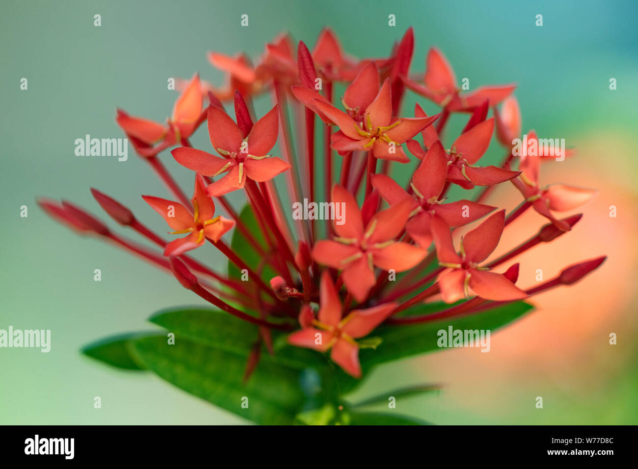 Beautiful red flowers of the plant Ixora chinensis in natural light ...