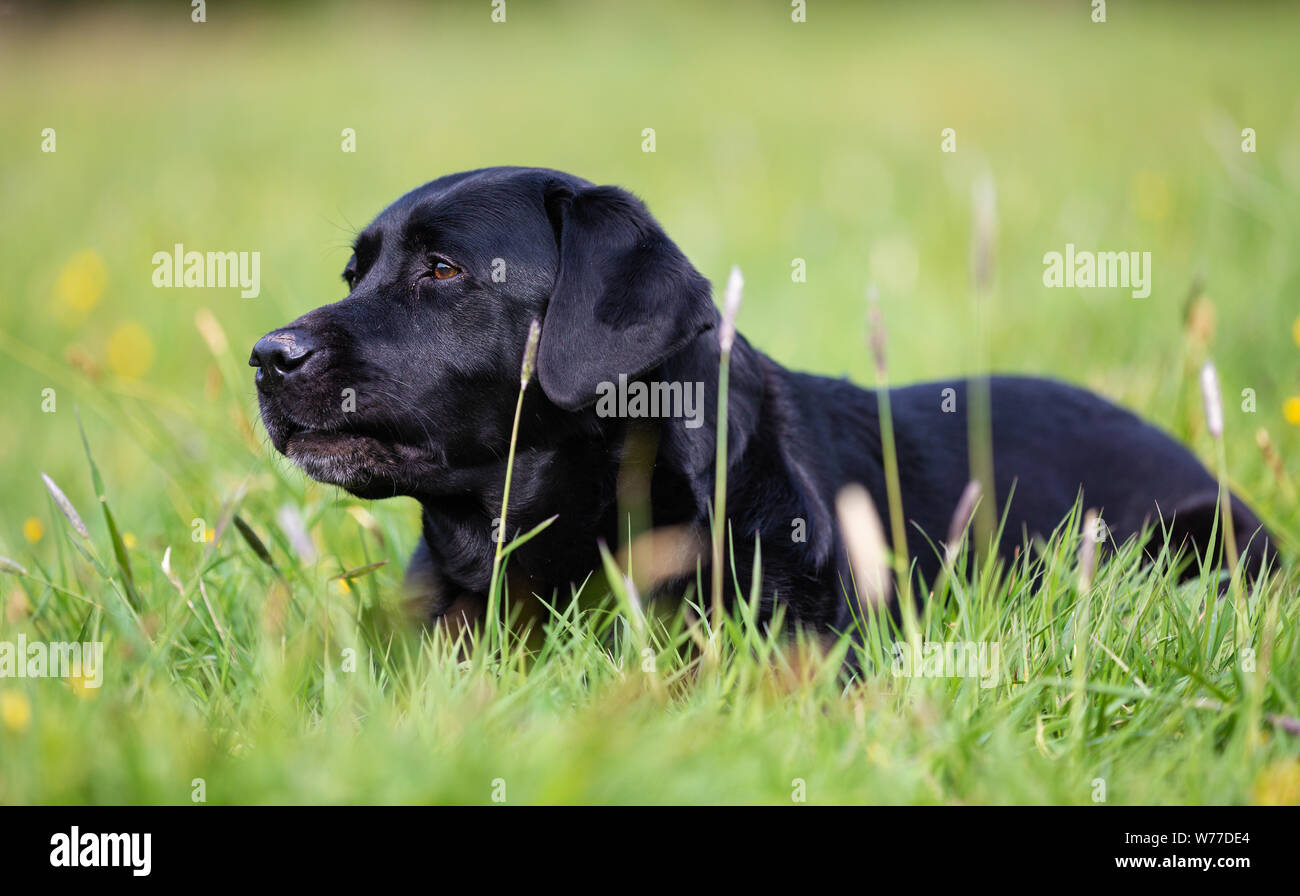 Working black labrador retriever hi-res stock photography and images ...